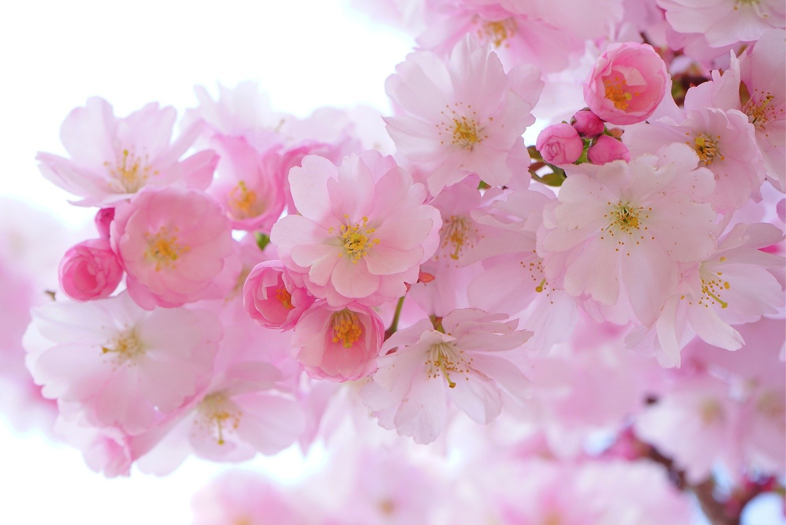 Meet the Vegan: Amy Shafer – Peace Advocacy Network